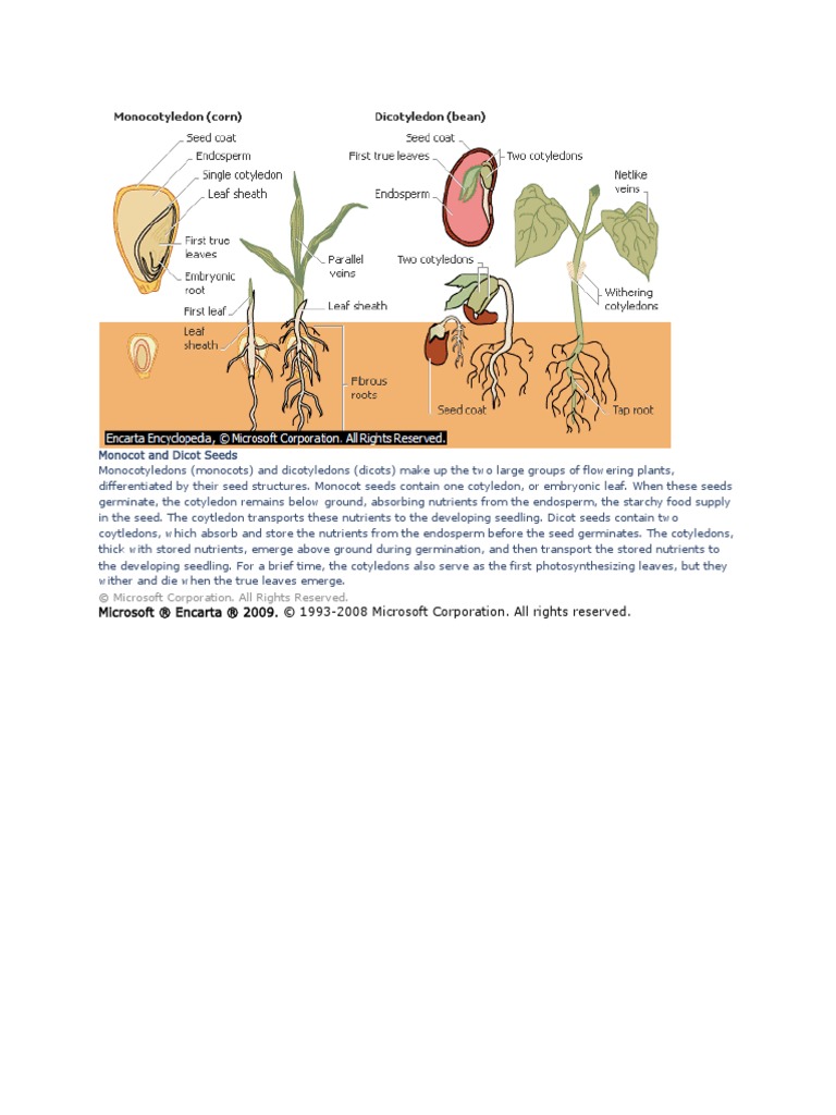 Monocot and Dicot Seeds | PDF | Technology & Engineering