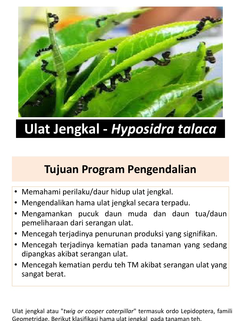 Pengendalian Ulat Jengkal pada Teh | PDF