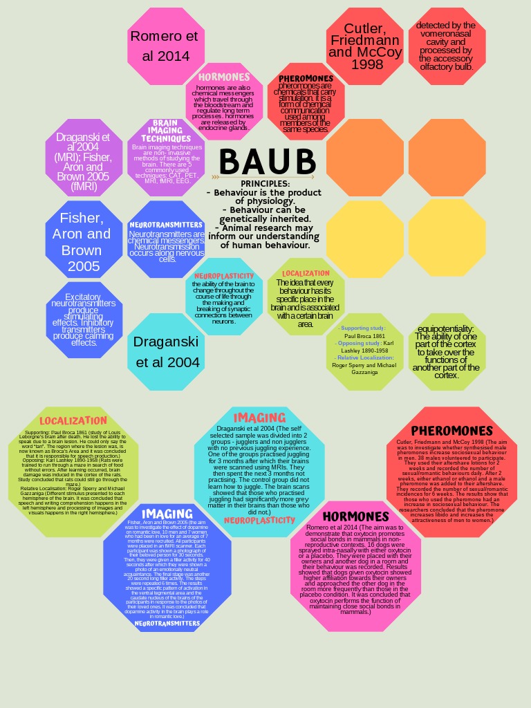 IB Psychology Biological Notes | PDF | Neurotransmitter | Brain