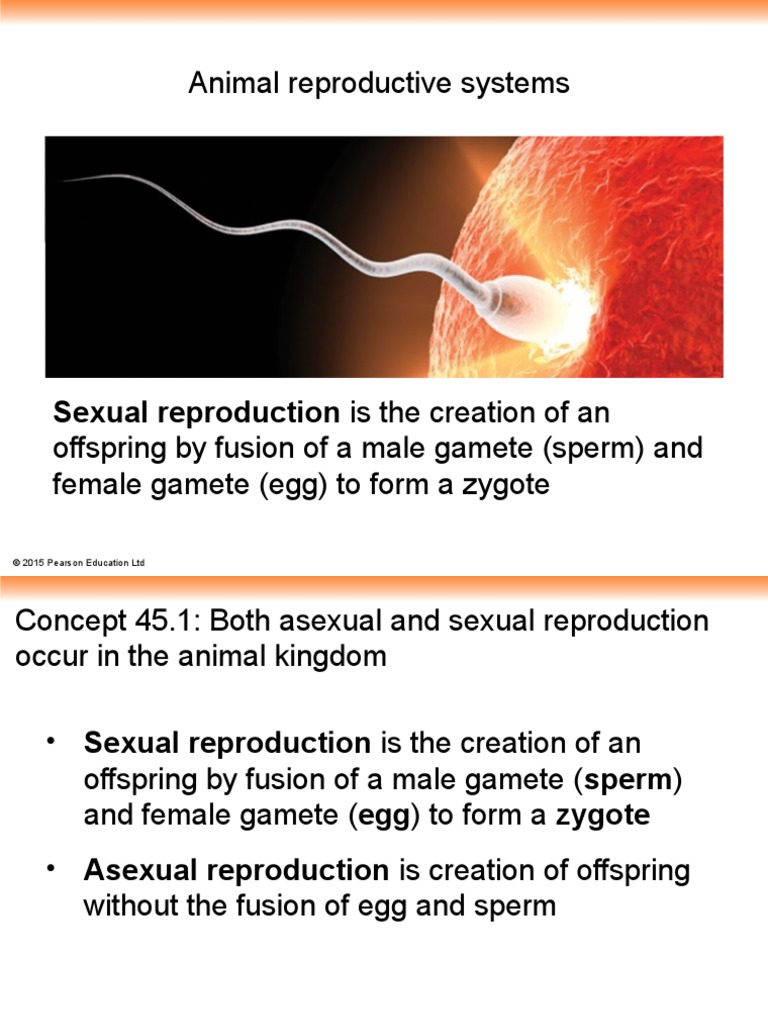 Modes of Animal Reproduction Moodle 2019 | PDF | Meiosis | Sexual ...