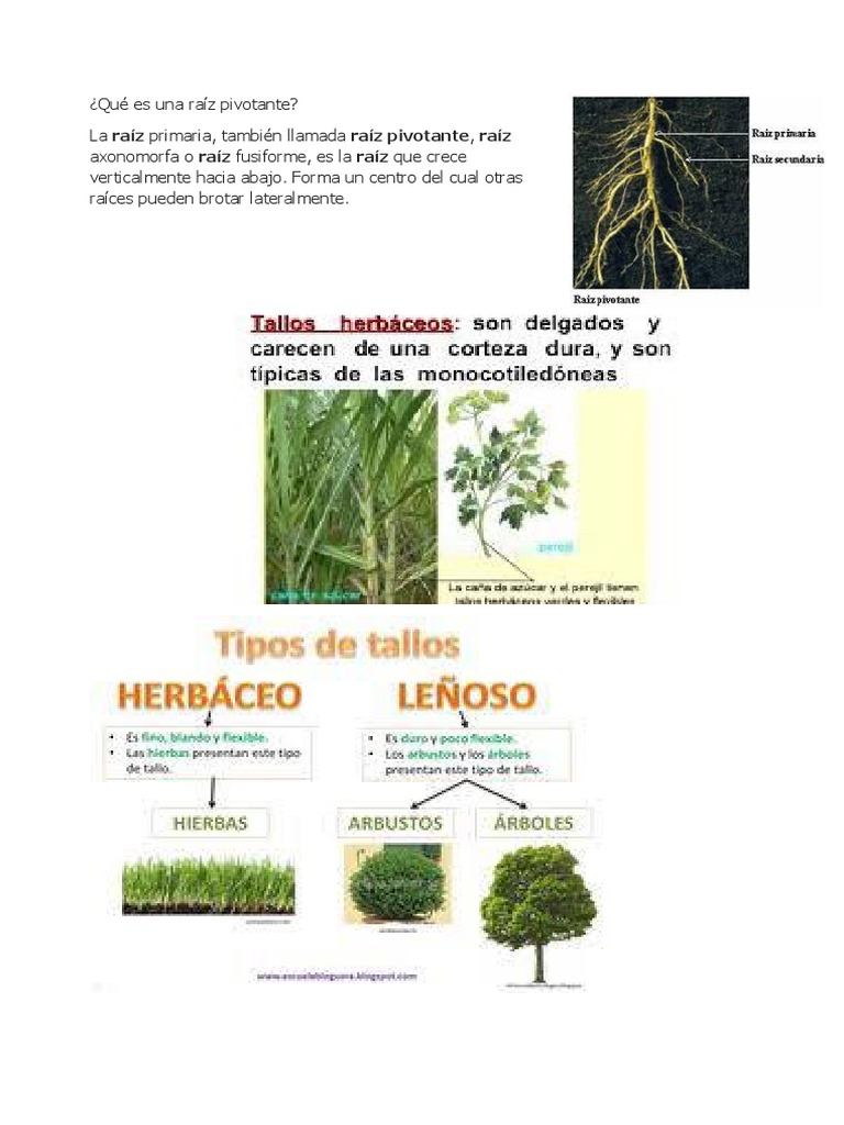 Raíz Pivotante y Otros | Hoja | Morfología Vegetal