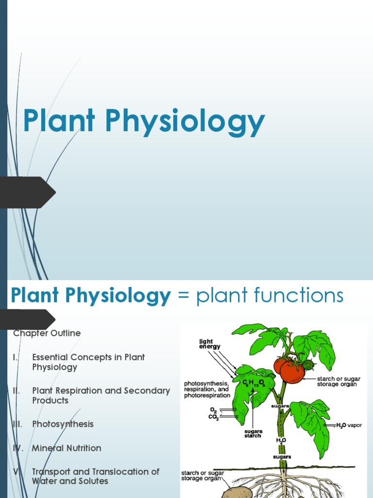 NSB BOT 20 Intro Chapter 1A Plant Physiology | PDF | Tissue (Biology ...