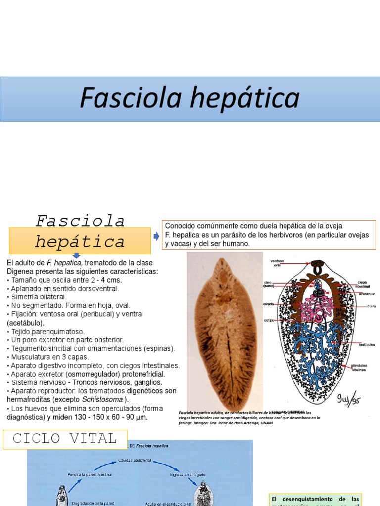 Fasciola Hepática | PDF | Enfermedades y trastornos | Inmunología