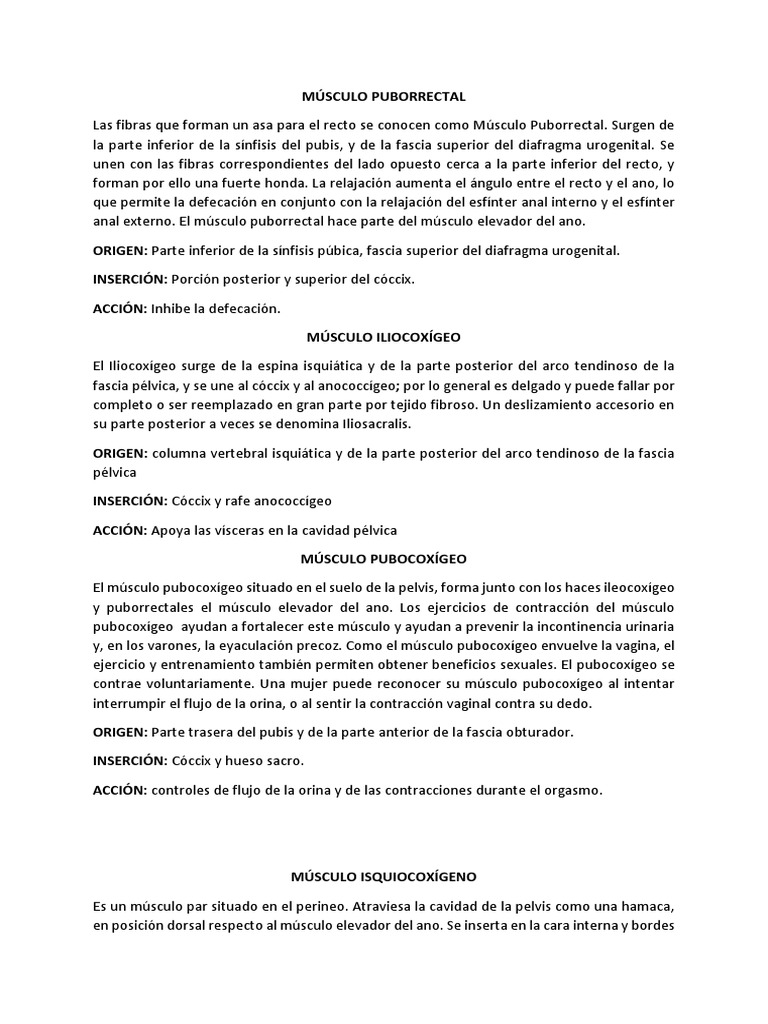 Músculo Puborrectal | PDF | Pelvis | Músculo
