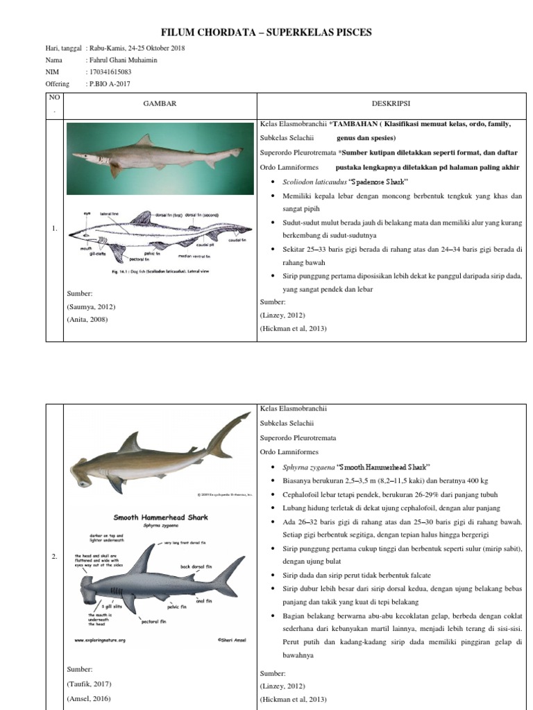 Filum Chordata - Superkelas Pisces | PDF