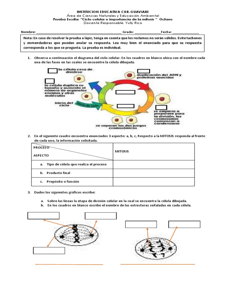 Ciclo Molecular | PDF | Mitosis | Ciclo celular