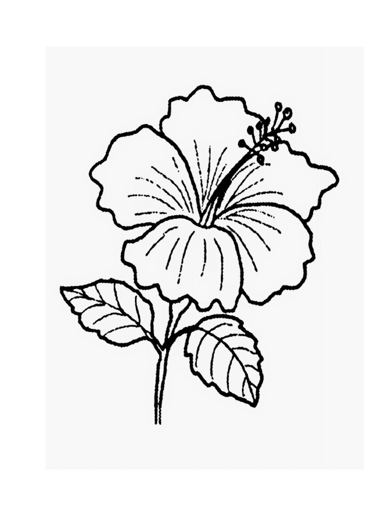 Bunga Raya Colouring Page