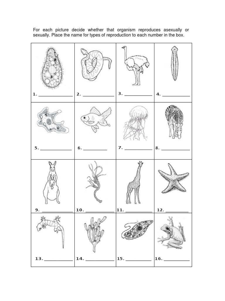 Animal Reproduction Identification Worksheet | PDF