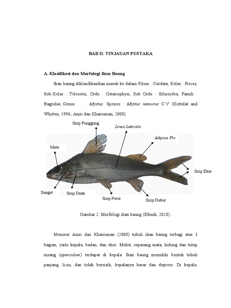 Klasifikasi dan Morfologi Ikan Baung | PDF | Kajian Bahasa Asing ...