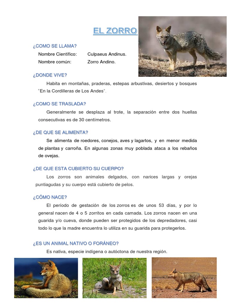 El Zorro | PDF | Hogar, jardinería y bricolaje