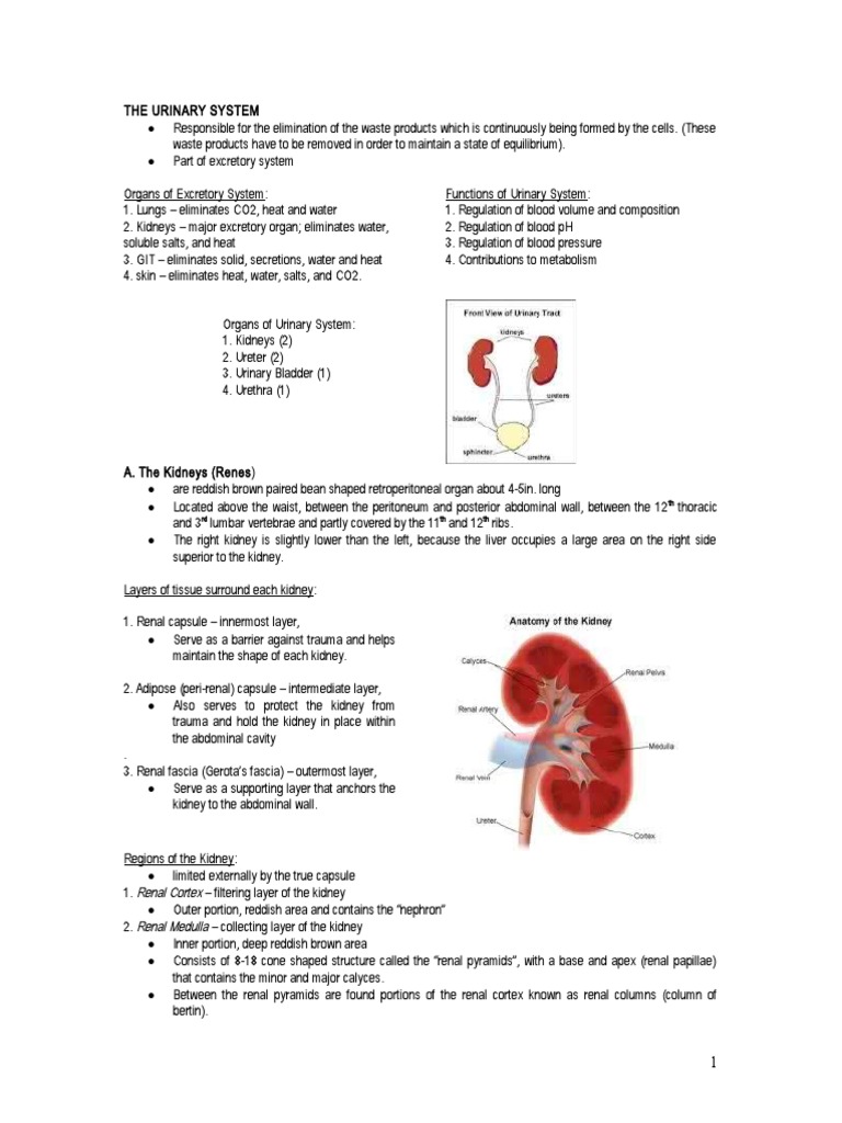 The Urinary System | PDF | Kidney | Urinary Bladder