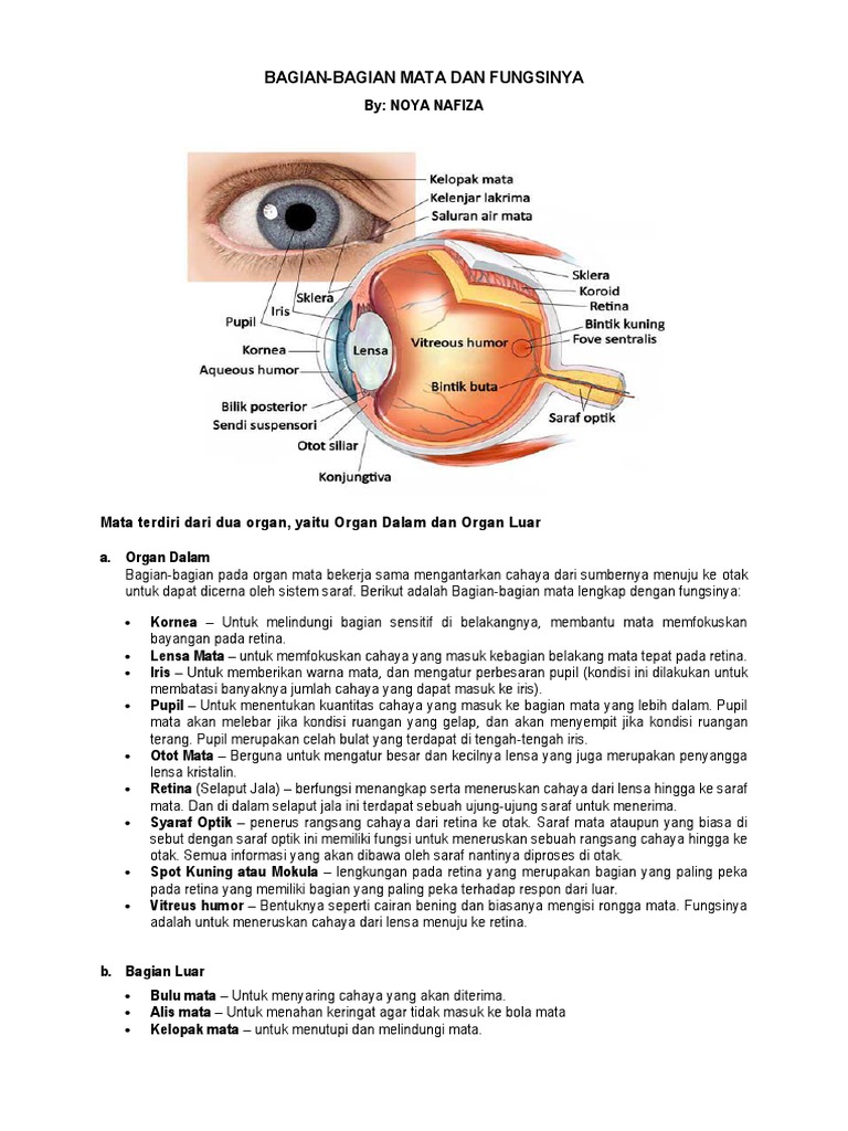 Fungsi Mata | PDF