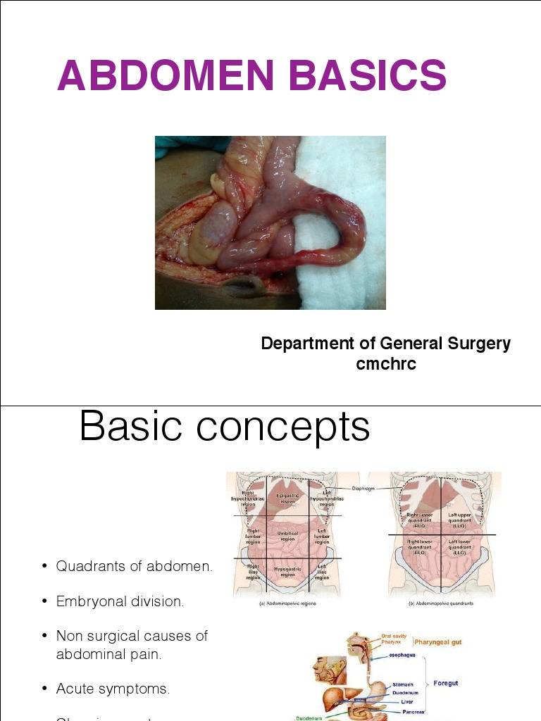 Abdomen Basics PDF | PDF | Abdomen | Animal Anatomy