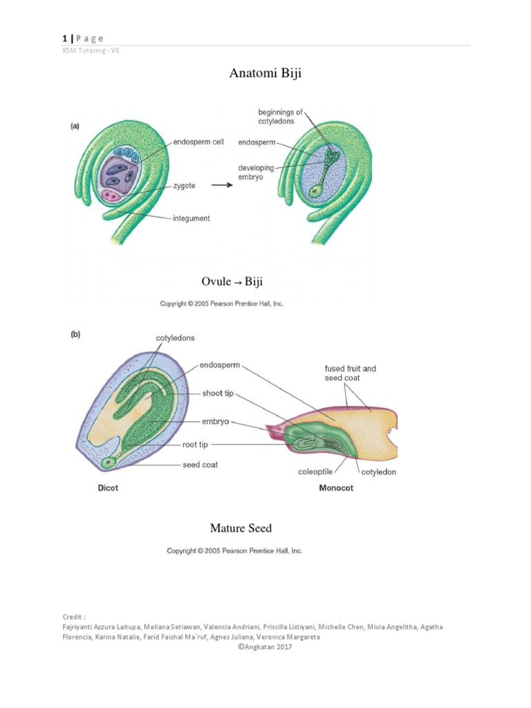 Rangkuman Anatomi Biji | PDF