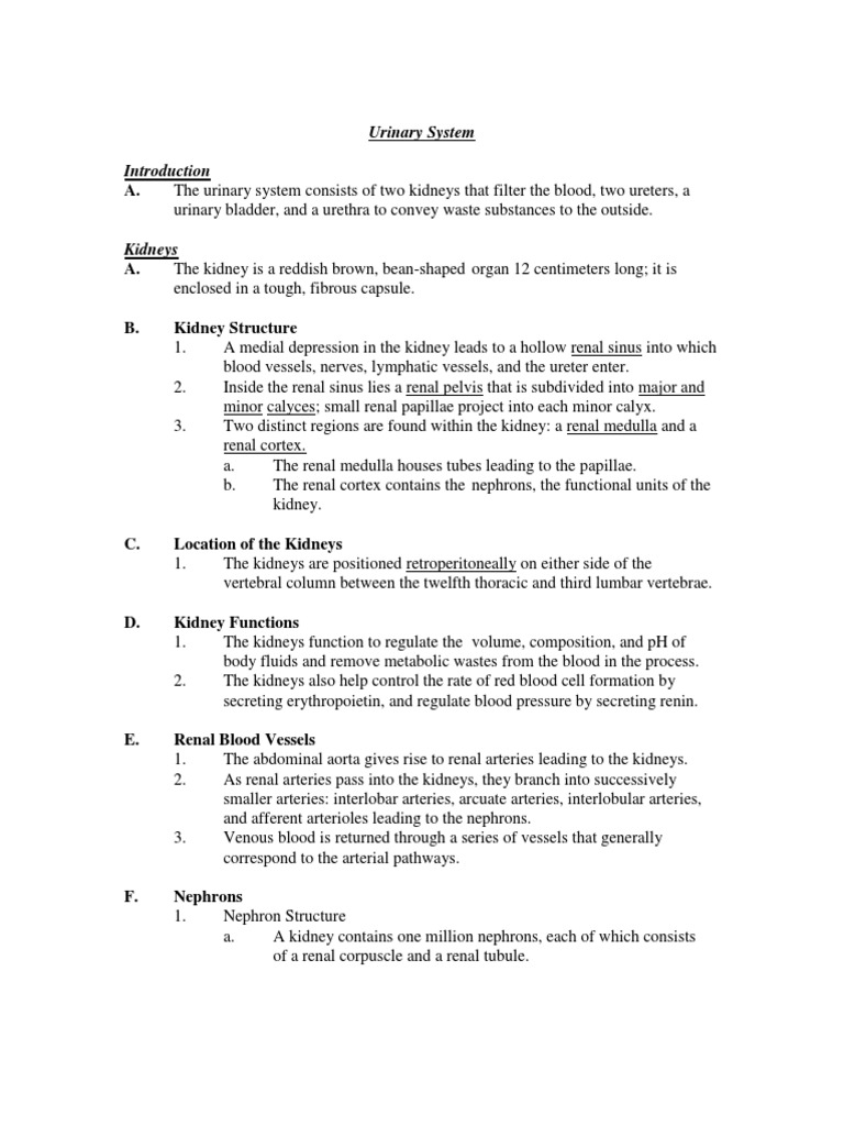 Kidney Structure and Functions Explained | PDF | Kidney | Physiology
