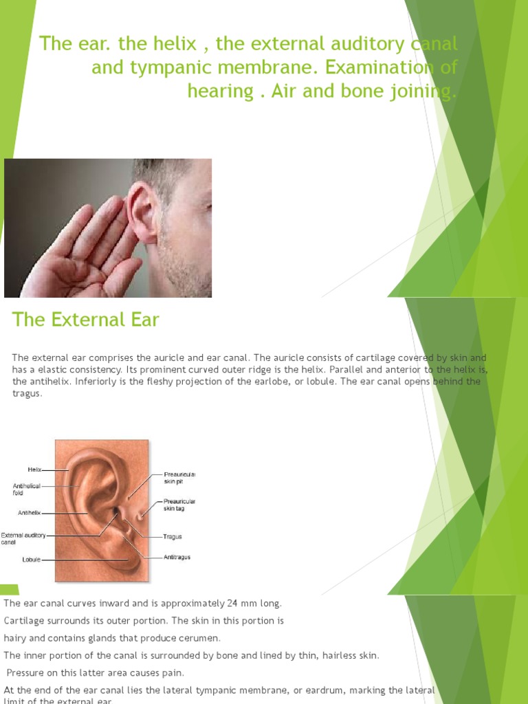 The Ear. The Helix, The External Auditory Canal and Tympanic Membrane ...