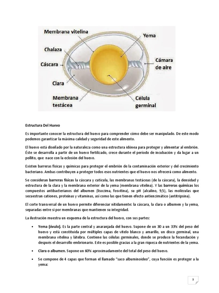 Estructura Del Huevo | Huevo como alimento | Huevo