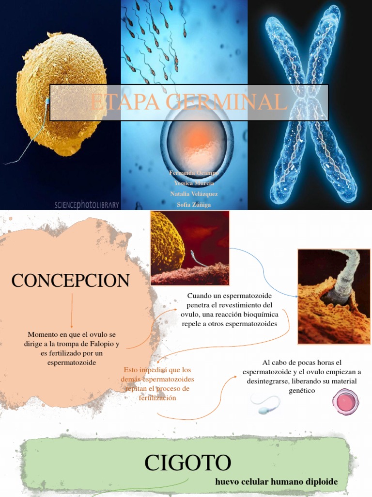 Etapa Germinal | PDF | Mitosis | Gemelo