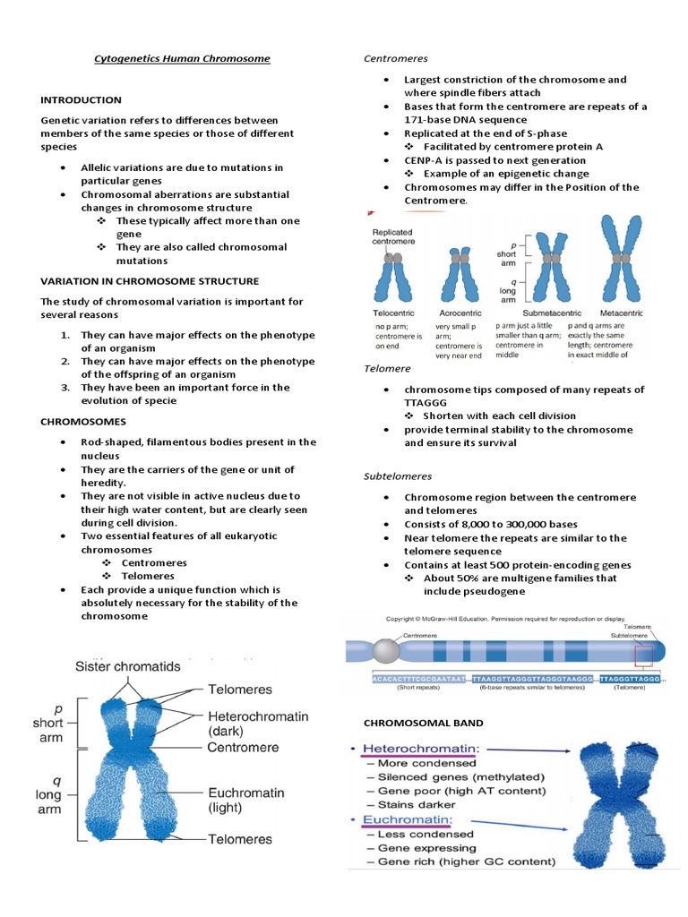 Cytogenetics Human Chromosome | PDF | Chromosome | Ploidy