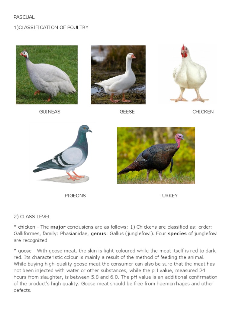 Pascual 1) Classification of Poultry | PDF