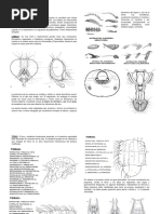 INSECTOS PLAGAS - Tara PDF | PDF | Lepidópteros | Mosca