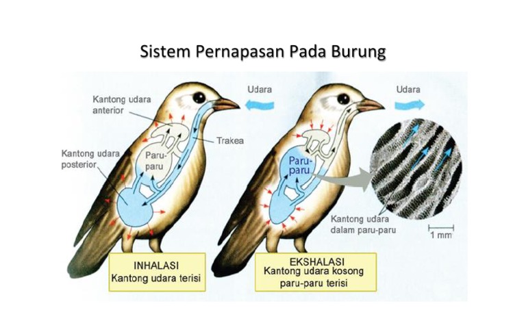 Pernapasan Burung | PDF