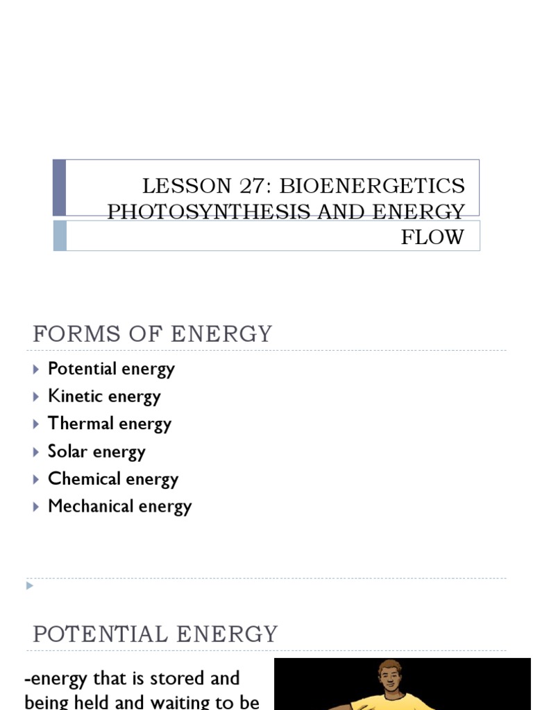 Lesson 27: Bioenergetics Photosynthesis and Energy Flow | Download Free ...