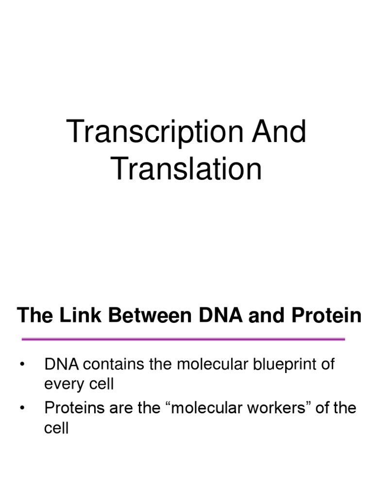 DNA to Protein: Transcription and Translation | PDF | Rna | Translation ...