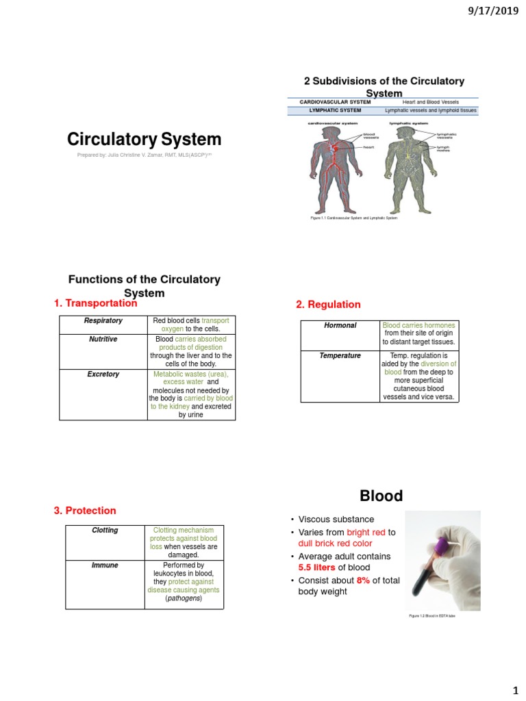 Functions of The Circulatory System | PDF | Blood | Blood Cell