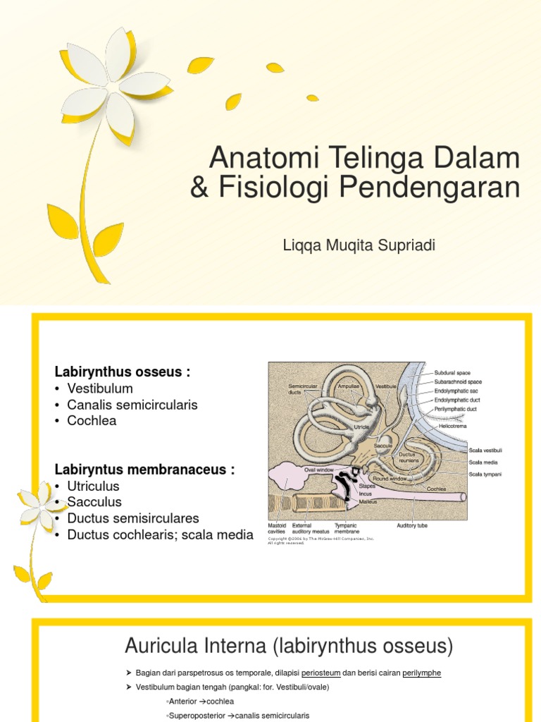 Anatomi Telinga Dalam & Fisiologi Pendengaran: Liqqa Muqita Supriadi | PDF