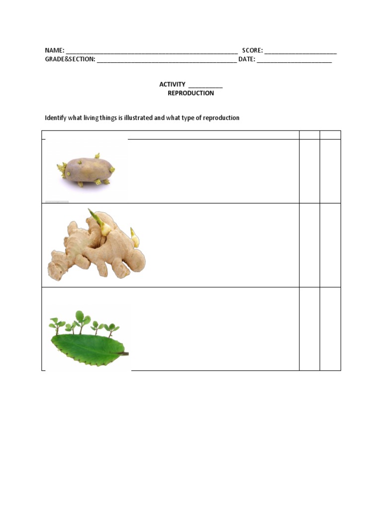 Name: - Score: - Grade§ion: - Date | PDF