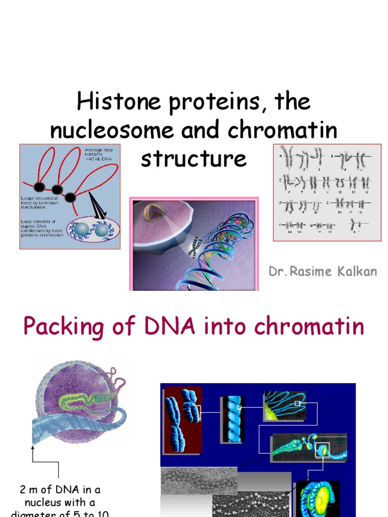 Histone Proteins, The Nucleosome and Chromatin Structure - 9 | PDF ...