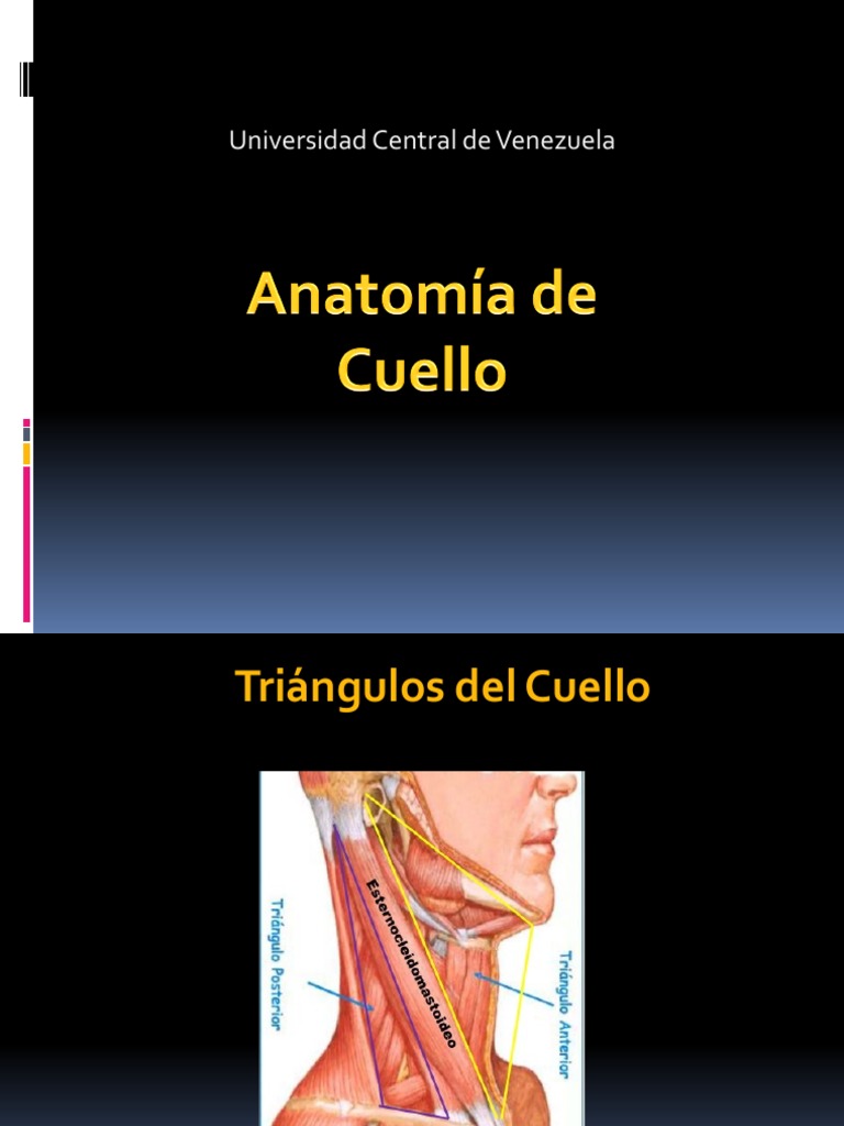 Anatomia de Cuello | PDF