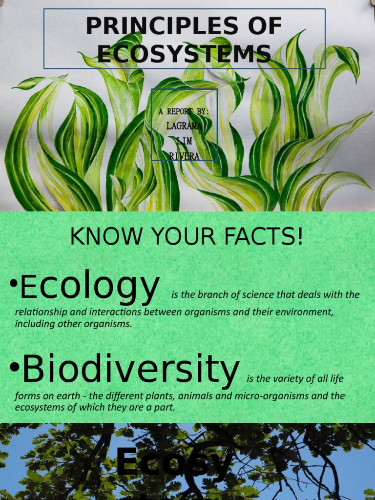 Principles of Ecosystem | PDF | Ecosystem | Ecology