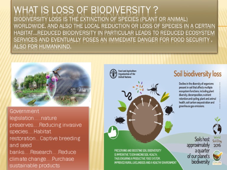 E - Poster On Biodiversity by Krishang | PDF