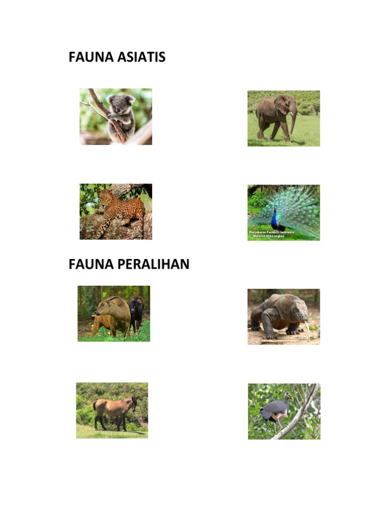 Fauna Asiatis | PDF