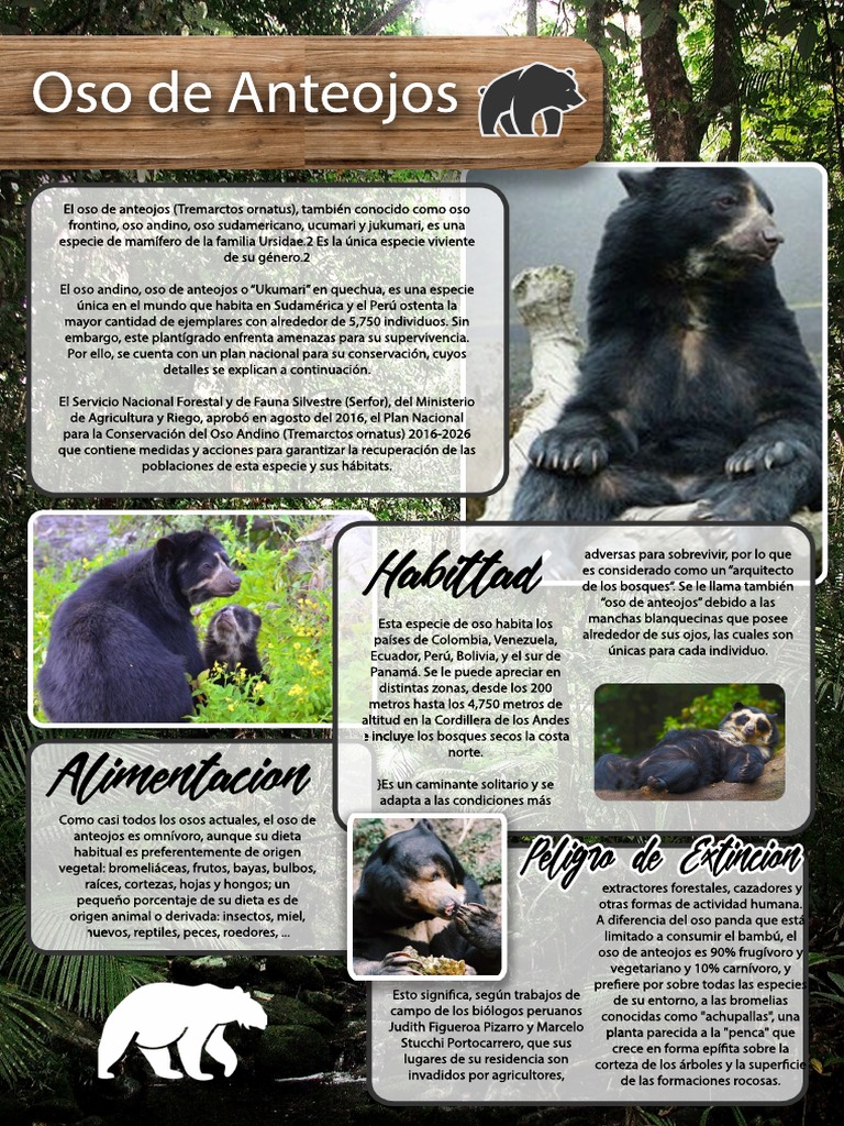 Infografia Oso de Anteojos | PDF