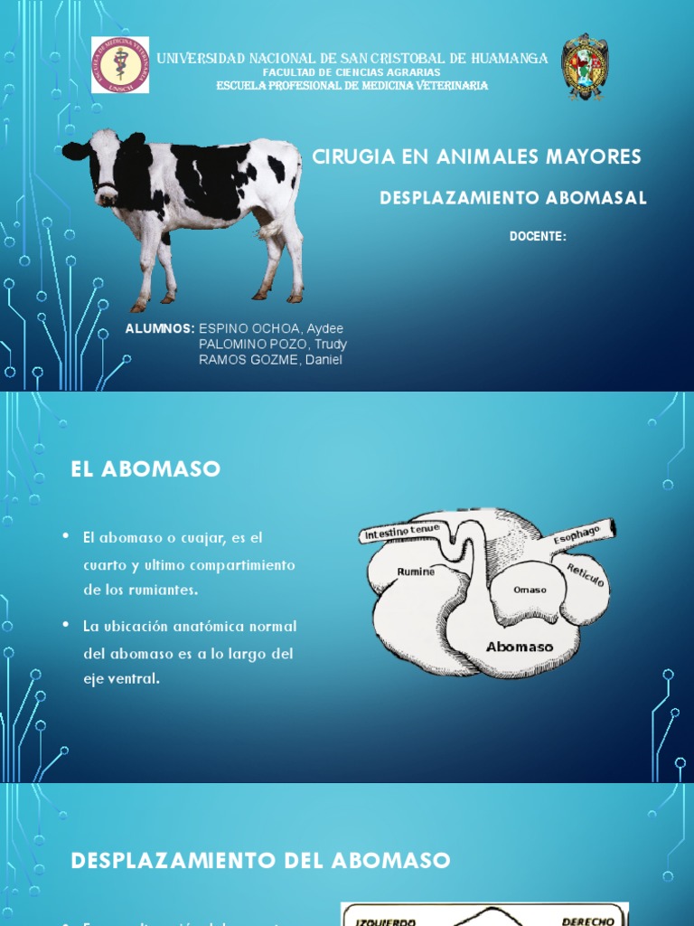 Desplazamiento Del Abomaso En Bovinos Pdf Especialidades Medicas