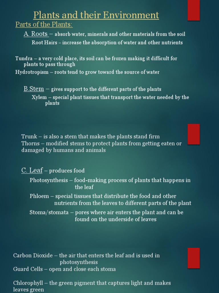 Plants and Their Environment: Parts of The Plants | PDF | Plants | Leaf