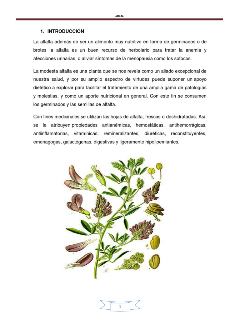 Alfalfa Pdf Alfalfa Bienestar
