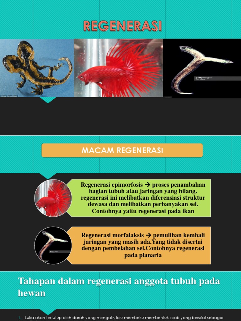 Proses dan Contoh Regenerasi Hewan | PDF | Griya & Taman | Kesehatan ...