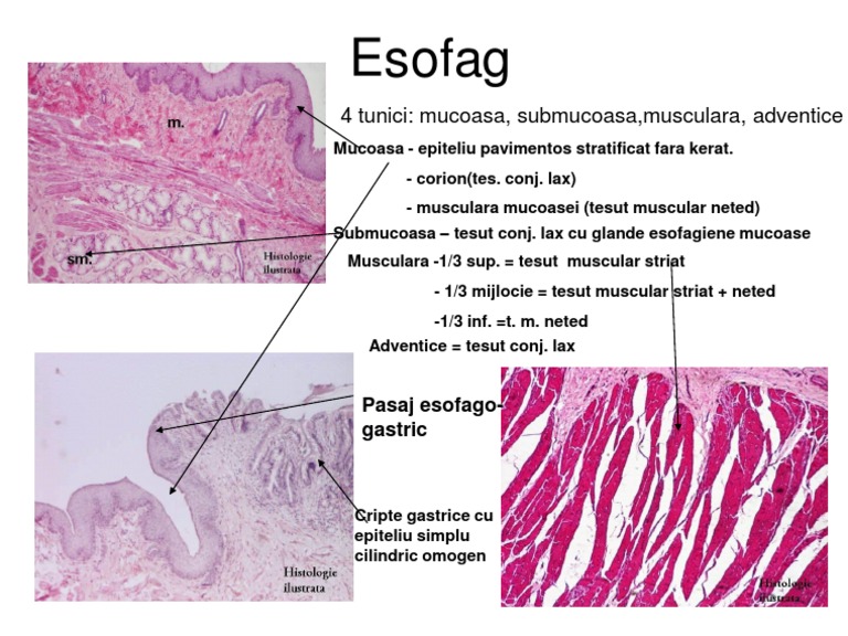 Esofag | PDF