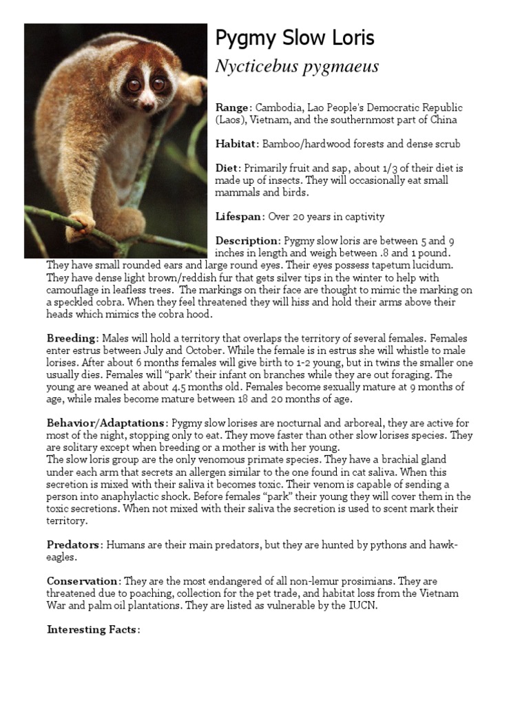 Pygmy Slow Loris | PDF | Nature