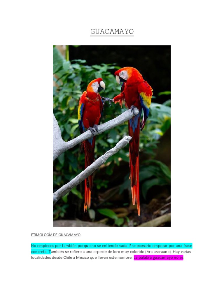 Guacamayo | PDF | Pluma | Aves