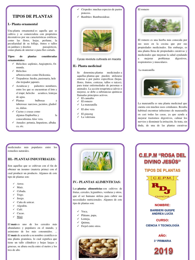 Tipos de Planta-Triptico | PDF | Plantas medicinales | Cereales