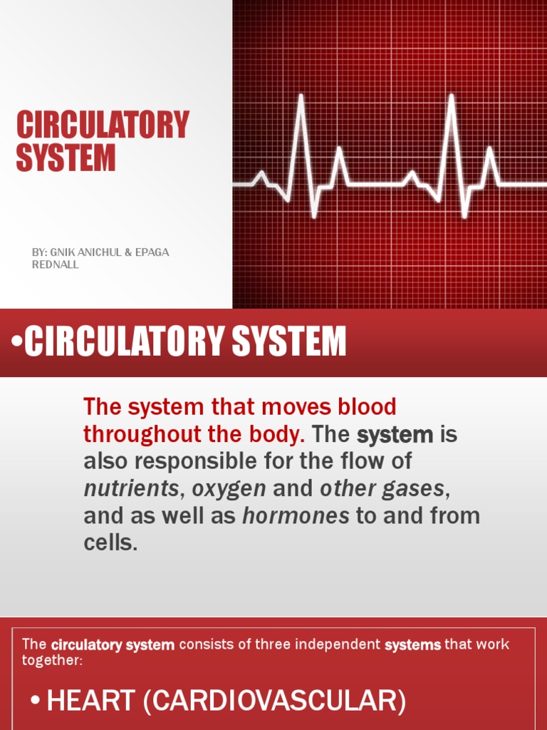 Circulatory System: By: Gnik Anichul & Epaga Rednall | PDF | Vein ...