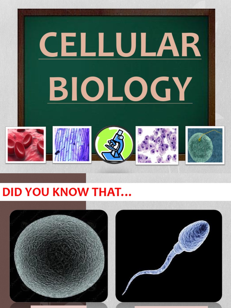 Cellular Biology | PDF | Cell (Biology) | Cell Membrane