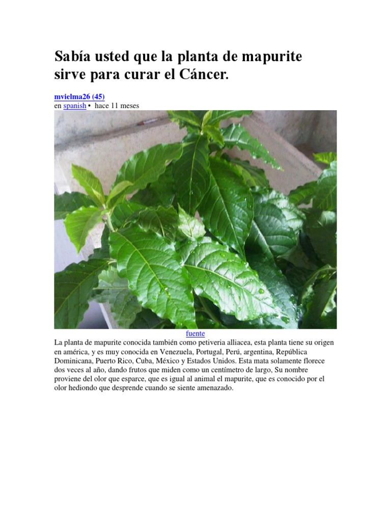 Sabía Usted Que La Planta de Mapurite Sirve para Curar El Cáncer | PDF ...