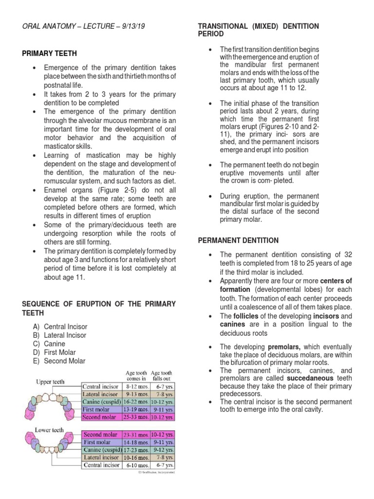 Primary Teeth: Transitional (Mixed) Dentition Period | PDF | Human ...