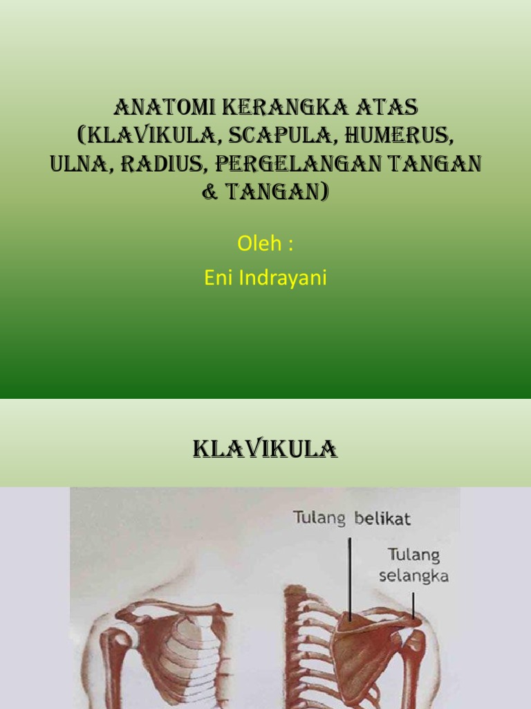 Anatomi Kerangka Atas (Klavikula, Scapula | PDF
